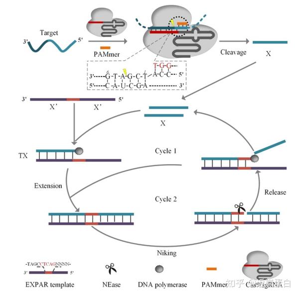 基于CRISPR/Cas9系统的新一代体外诊断技术 - 知乎