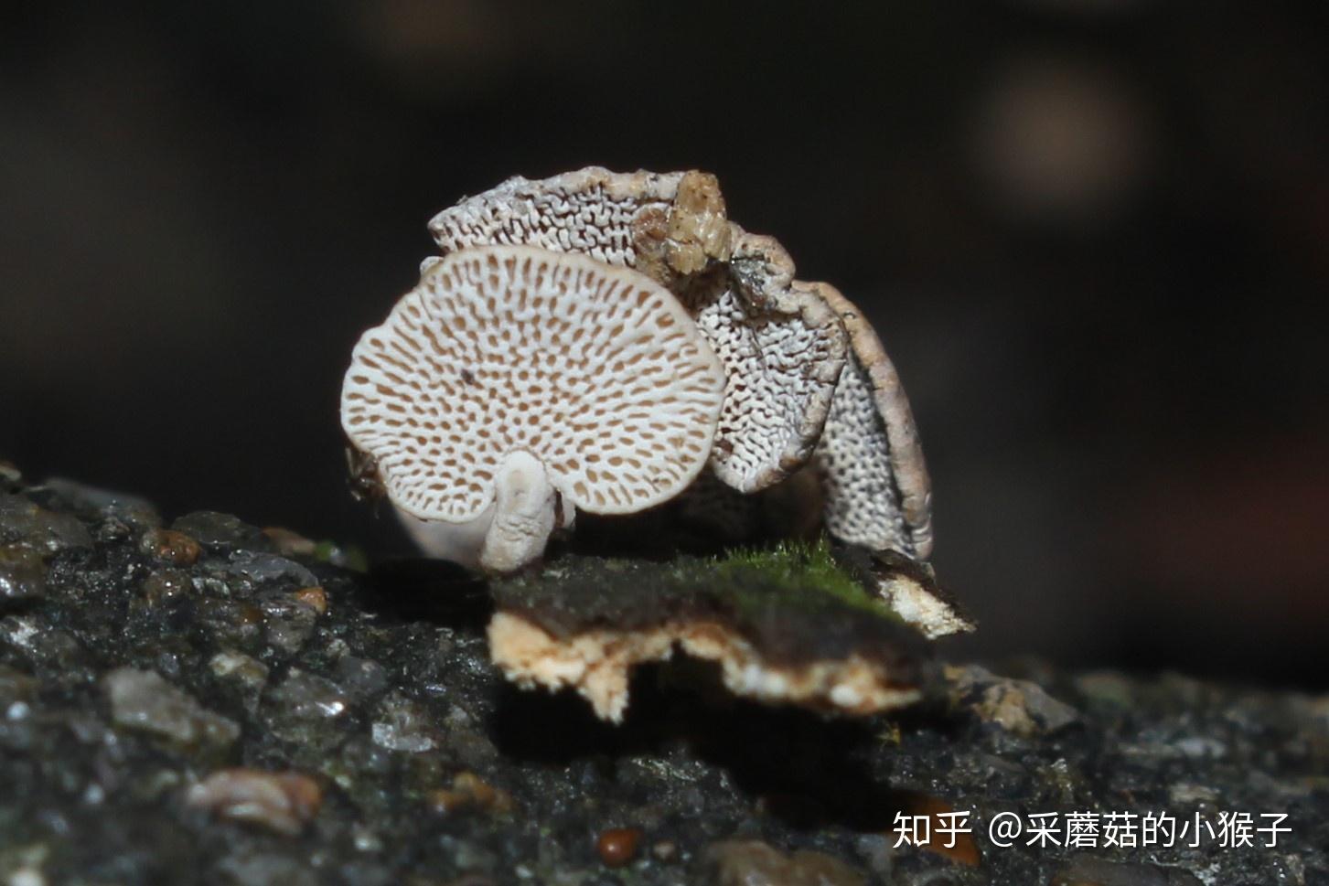 真菌发光之谜被破解 - 知乎