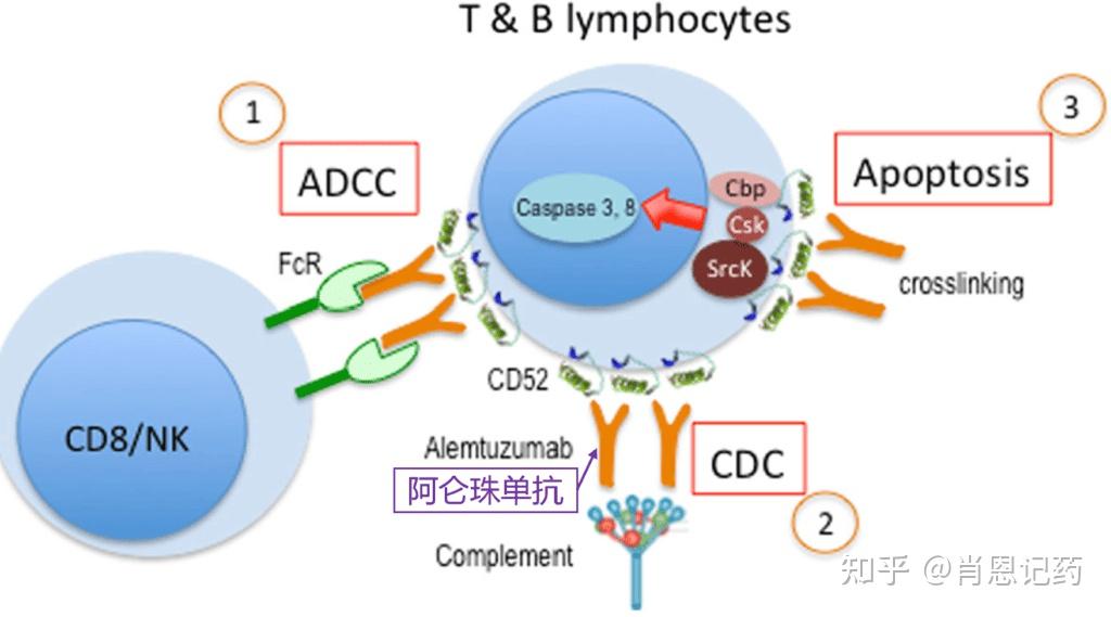 记住所有FDA生物药 | 靶向CD52 | Alemtuzumab 阿仑珠单抗 | 慢性淋巴细胞白血病、多发性硬化 - 知乎