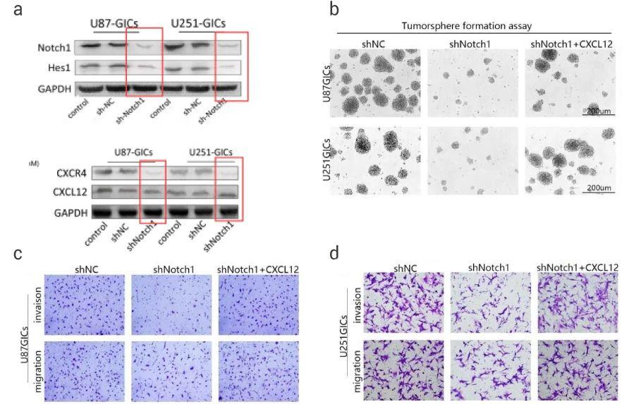 什么是 Notch 信号通路？ - 知乎