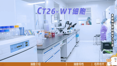 CT26-WT细胞培养，小鼠结肠癌细胞培养攻略-丰晖生物 - 知乎