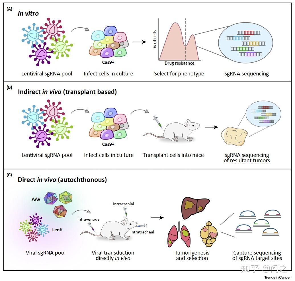 Cancer Discov | 两项独立体内CRISPR screening研究揭示AML对SLC5A3的代谢依赖性