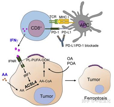 Cancer Cell：揭示花生四烯酸和γ干扰素协同诱导肿瘤细胞铁死亡机制 - 知乎