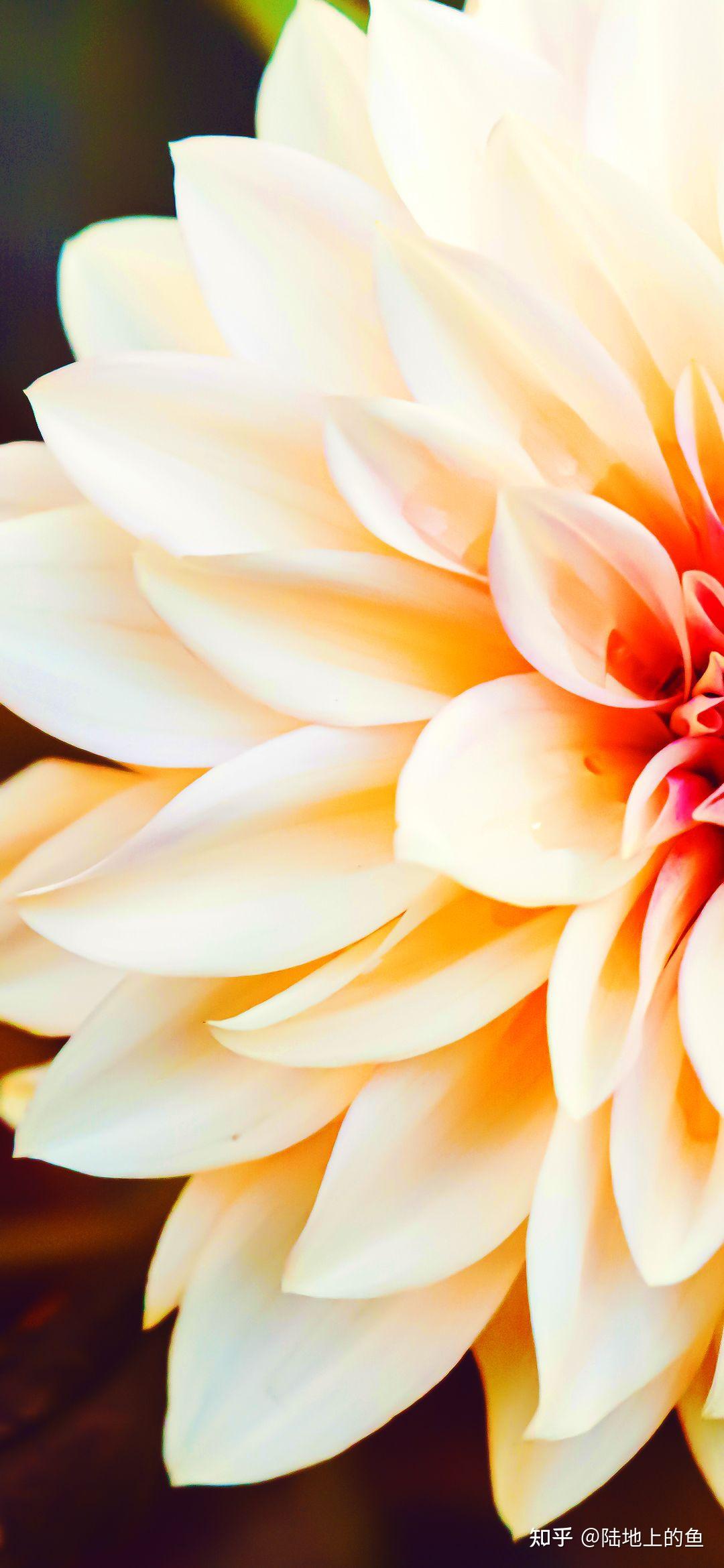 高清晰无水印鲜花手机壁纸二 - 知乎