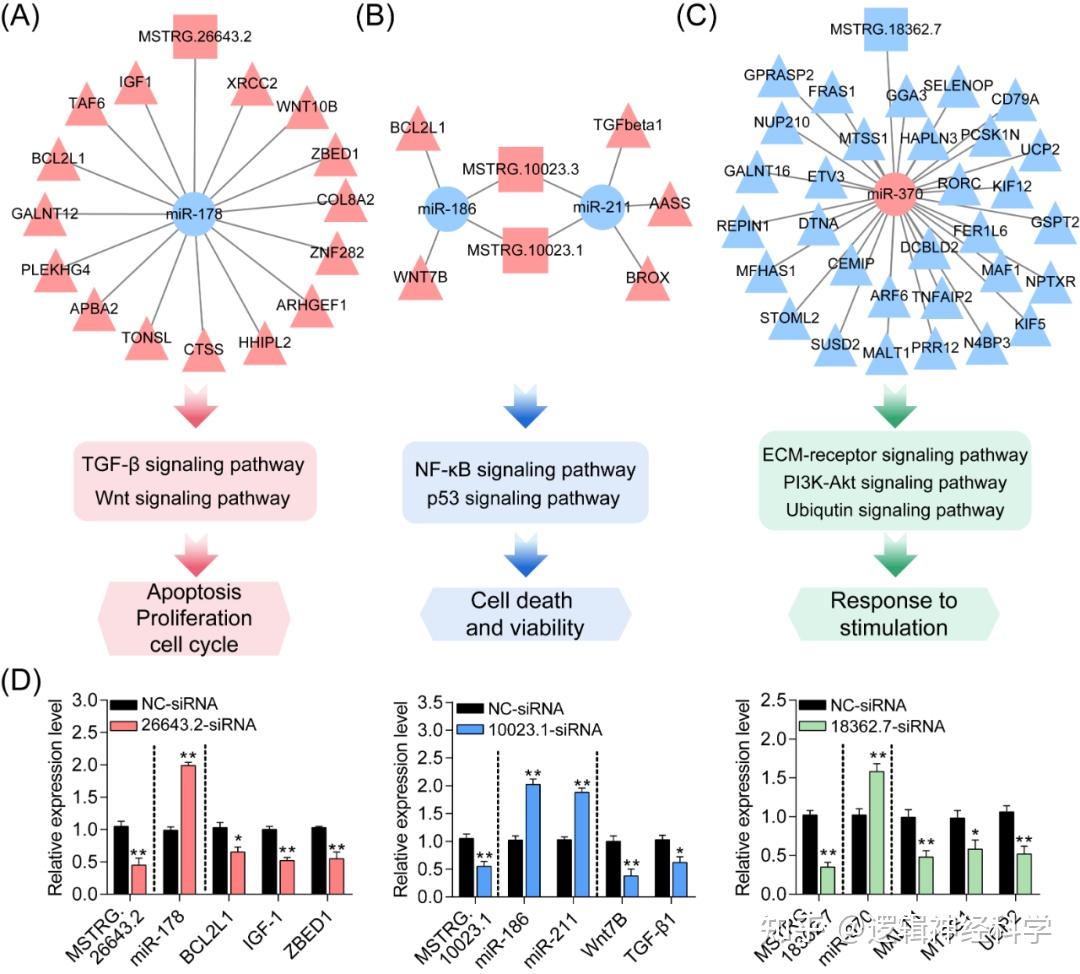 Cell Prolif︱南京农业大学李齐发/杜星团队揭示TGF-β1调控卵巢颗粒细胞转录组变化的普遍机制 - 知乎