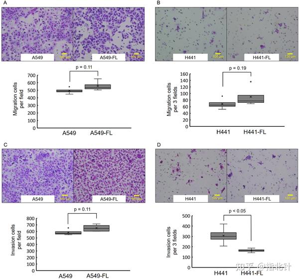 Transwell实验——原理、步骤、注意事项、示例图 - 知乎