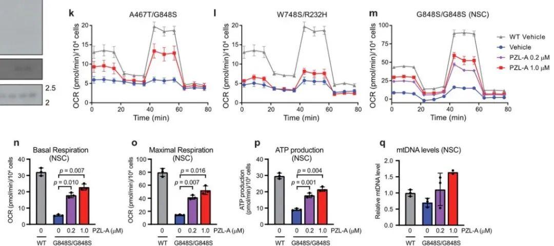 【Nature】Pretzel Therapeutics 公布恢复突变线粒体 DNA 聚合酶活性的小分子调节剂：PZL-A - 知乎