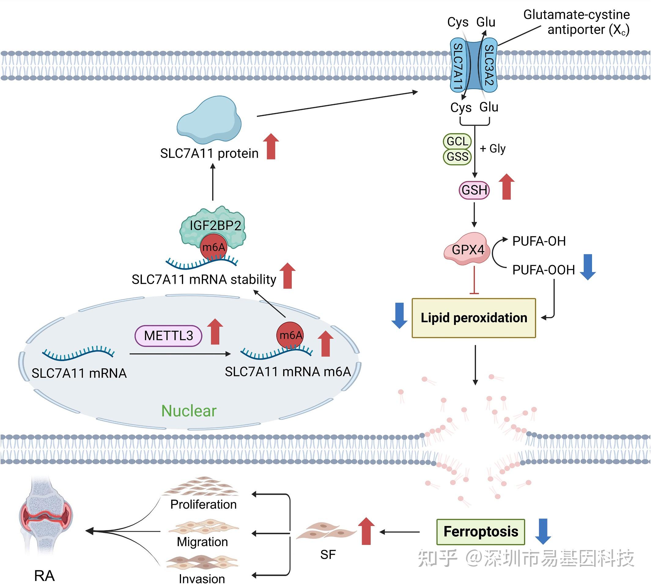 易基因：安医大陈飞虎团队揭示METTL3介导m6A甲基化在炎症性疾病发病机制中的表观调控作用：IJBM｜项目文章 - 深圳市易基因科技 - 博客园