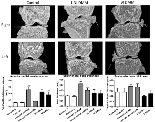 药效纵向研究新利器？Micro-CT影像技术在药物临床前小鼠药效模型上的应用 - 知乎
