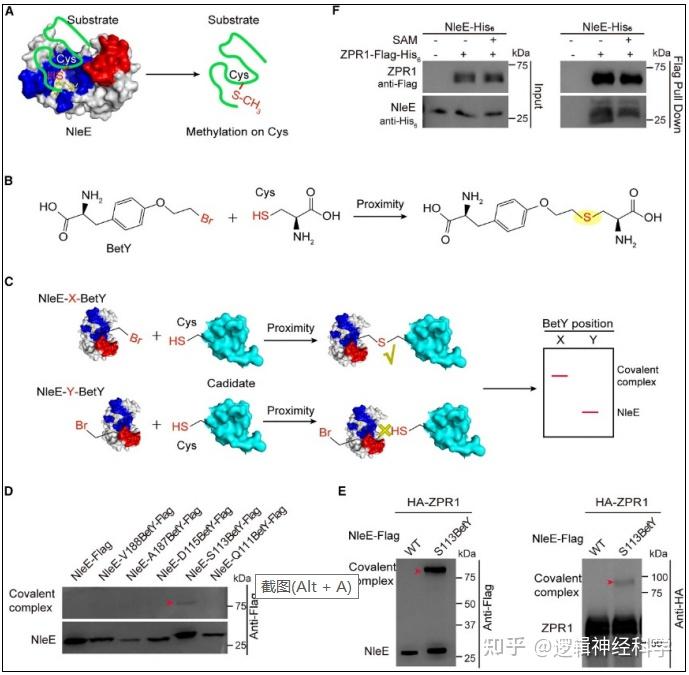 Cell Reports︱四川大学任海燕课题组揭示病原菌抑制宿主液-液相分离帮助病原体逃避宿主防御的新机制 - 知乎
