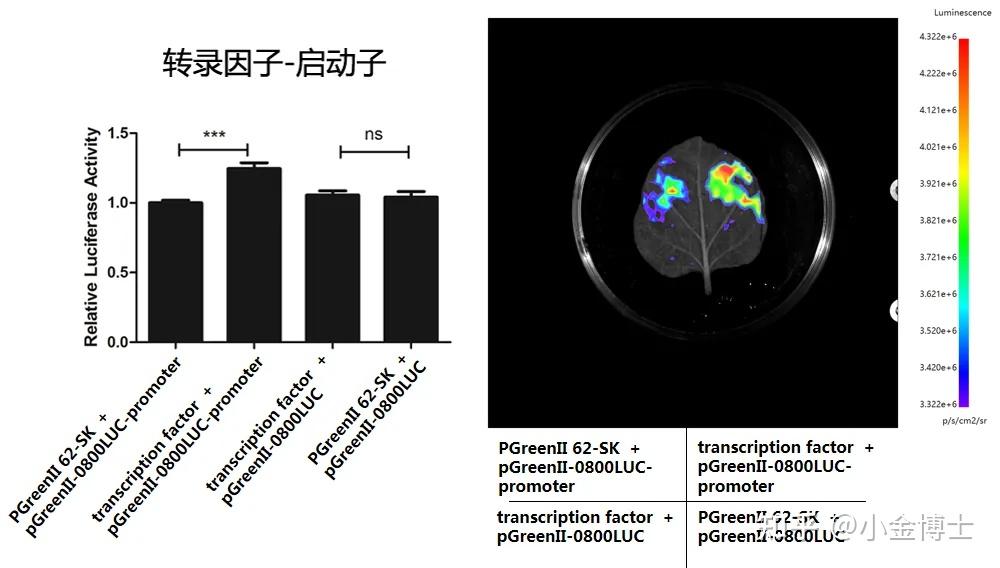 干货长图文| 一文读懂并区分双荧光素酶实验（DLR）、双分子荧光互补(BiFC)、荧火素酶互补实验（ LCA） - 知乎