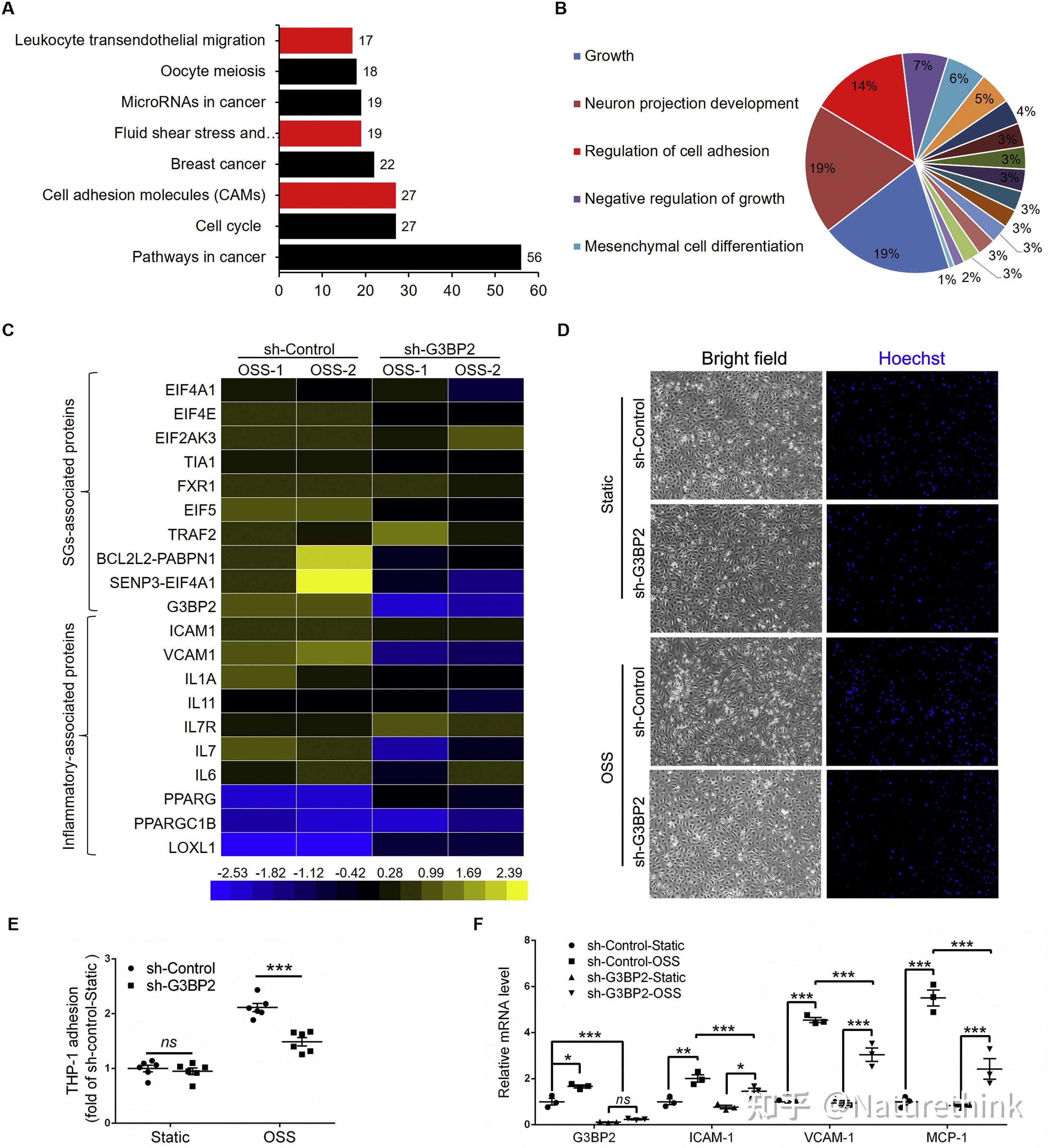 G3BP2调节振荡切应力诱导的内皮功能障碍 - 知乎