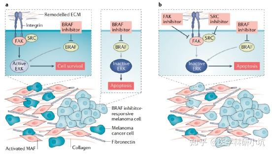 Nat Rev Cancer综述: 靶向FAK的抗癌联合疗法 - 知乎