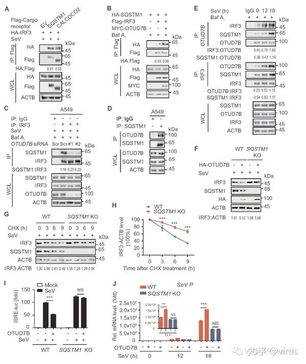 Autophagy | OTUD7B去泛素化SQSTM1/p62 并促进IRF3 降解以调节抗病毒免疫 - 知乎