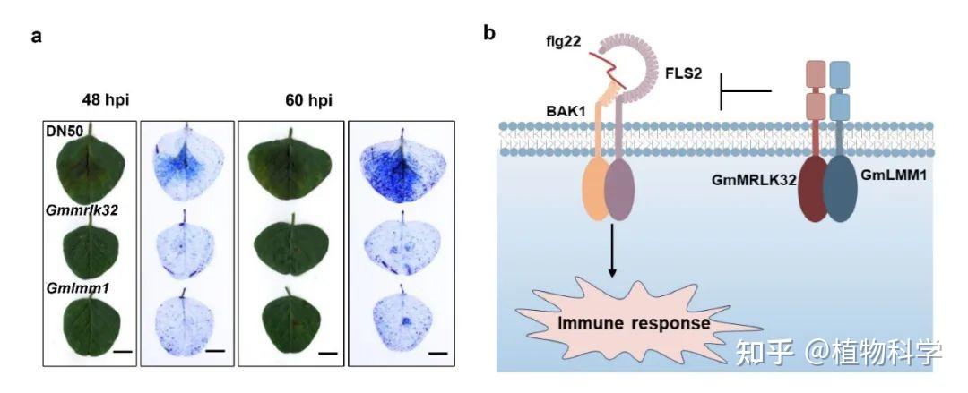 中国农业大学植物与卵菌互作实验室在大豆malectin类受体激酶调控植物免疫和抗病性研究方面取得新进展 - 知乎