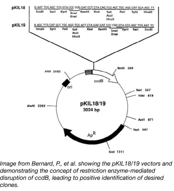 分子克隆——ccdB（有效克隆的关键毒性基因） - 知乎