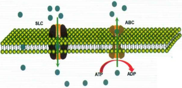 IPHASE/汇智和源新品推介 — ABC转运体囊泡和SLC转运体细胞 - 知乎