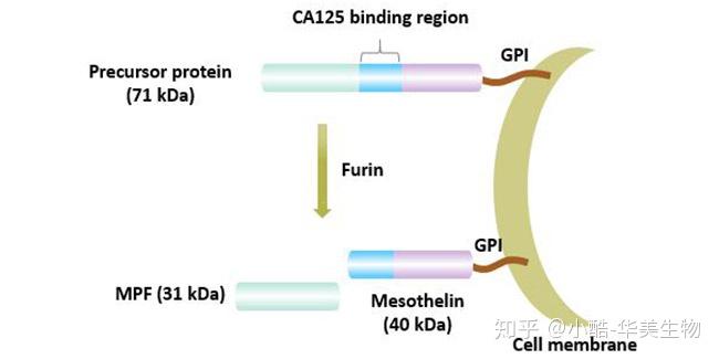 Mesothelin：癌症免疫治疗的后起之秀 - 知乎