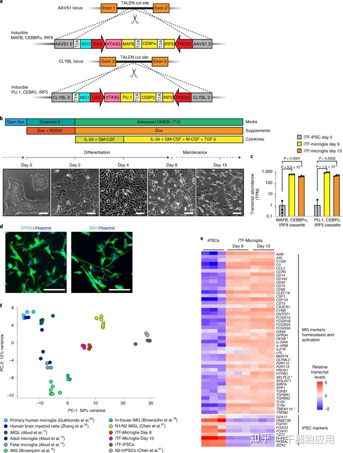 《Nature》：iPSC技术+CRISPR助力开发阿尔茨海默症新疗法！ - 知乎