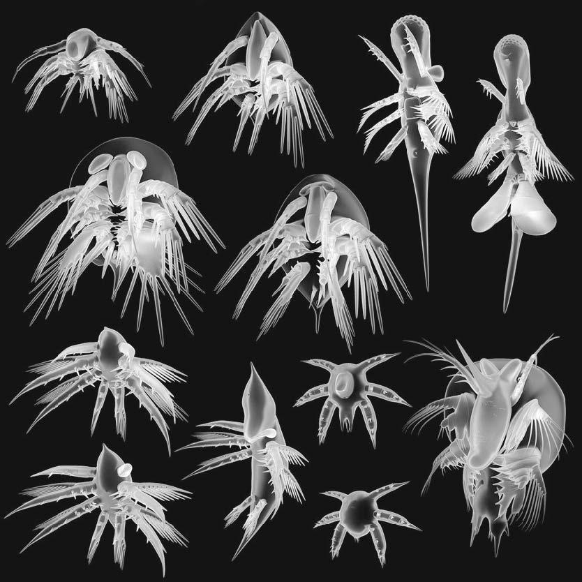 《生物简史图鉴》寒武纪之瑞典（奥斯坦型化石） - 知乎