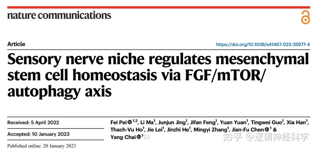Nat Commun︱南加州大学柴洋课题组揭示感受神经通过FGF/mTOR/autophagy信号轴调控间充质干细胞稳态 - 知乎