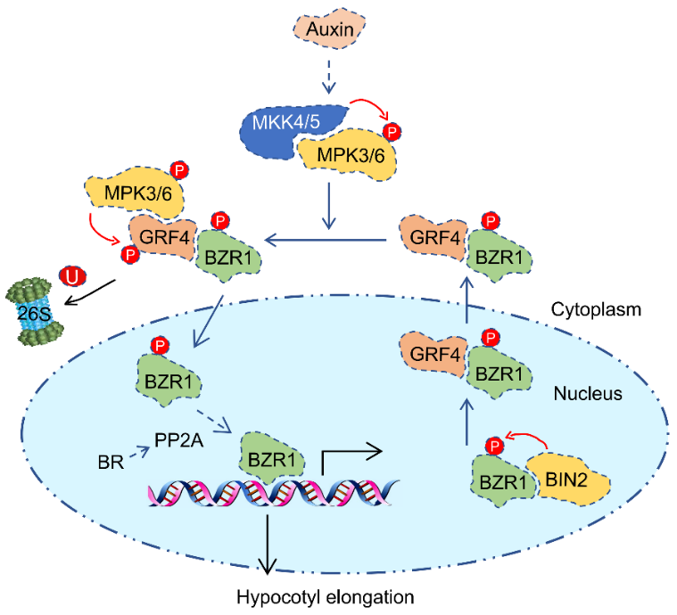 Science Advances | 山东大学丁兆军团队揭示生长素调控下胚轴伸长新机制 - 知乎