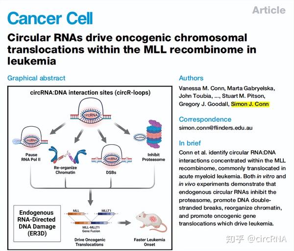 IF=38.585！Cancer Cell丨澳洲研究团队解析circR-loop造成的染色体易位可诱发白血病 - 知乎