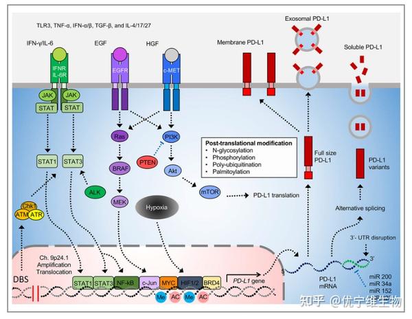【小优细节君】如何做出漂亮的PD-L1条带？ - 知乎