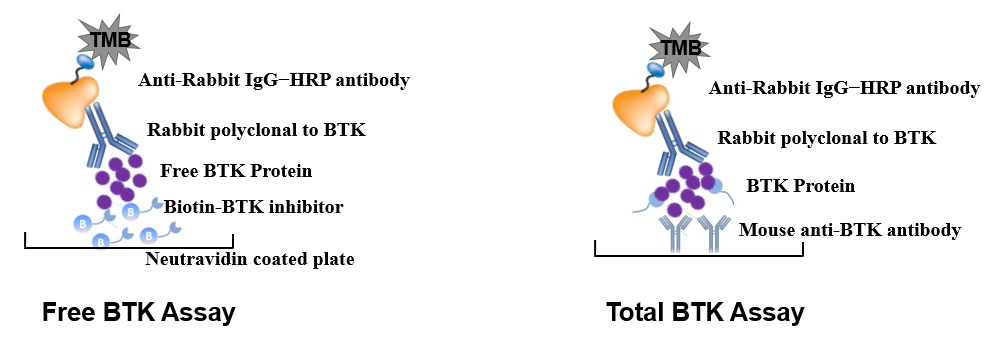 靶向BTK药物研究中相关药效学生物标志物研究策略 - 知乎