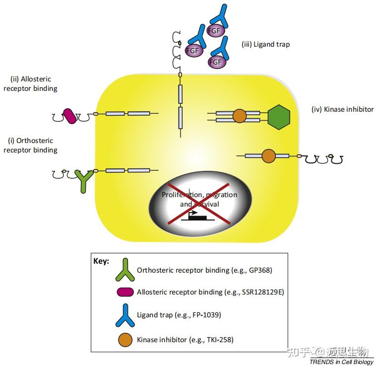 蛋白家族系列：FGF家族 - 知乎
