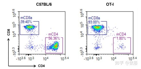 OT1小鼠丨资料更新——验证数据 - 知乎