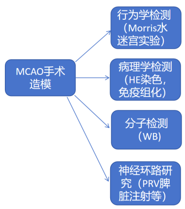 脑缺血（MCAO）动物模型 - 知乎