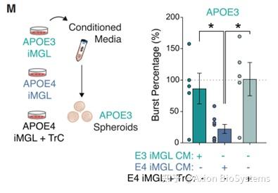 APOE4引发的脂质积累影响小胶质细胞对神经网络的监控-Cell Stem Cell - 知乎