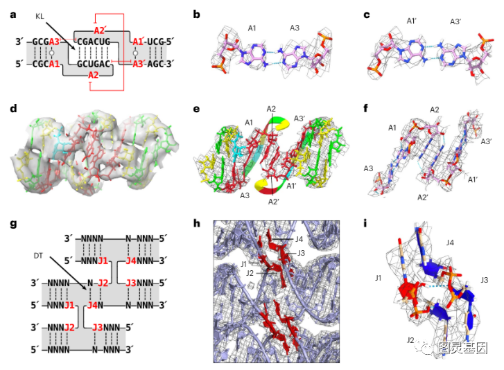 Nature Nano | 共转录RNA折纸的结构、折叠和灵活性 - 知乎