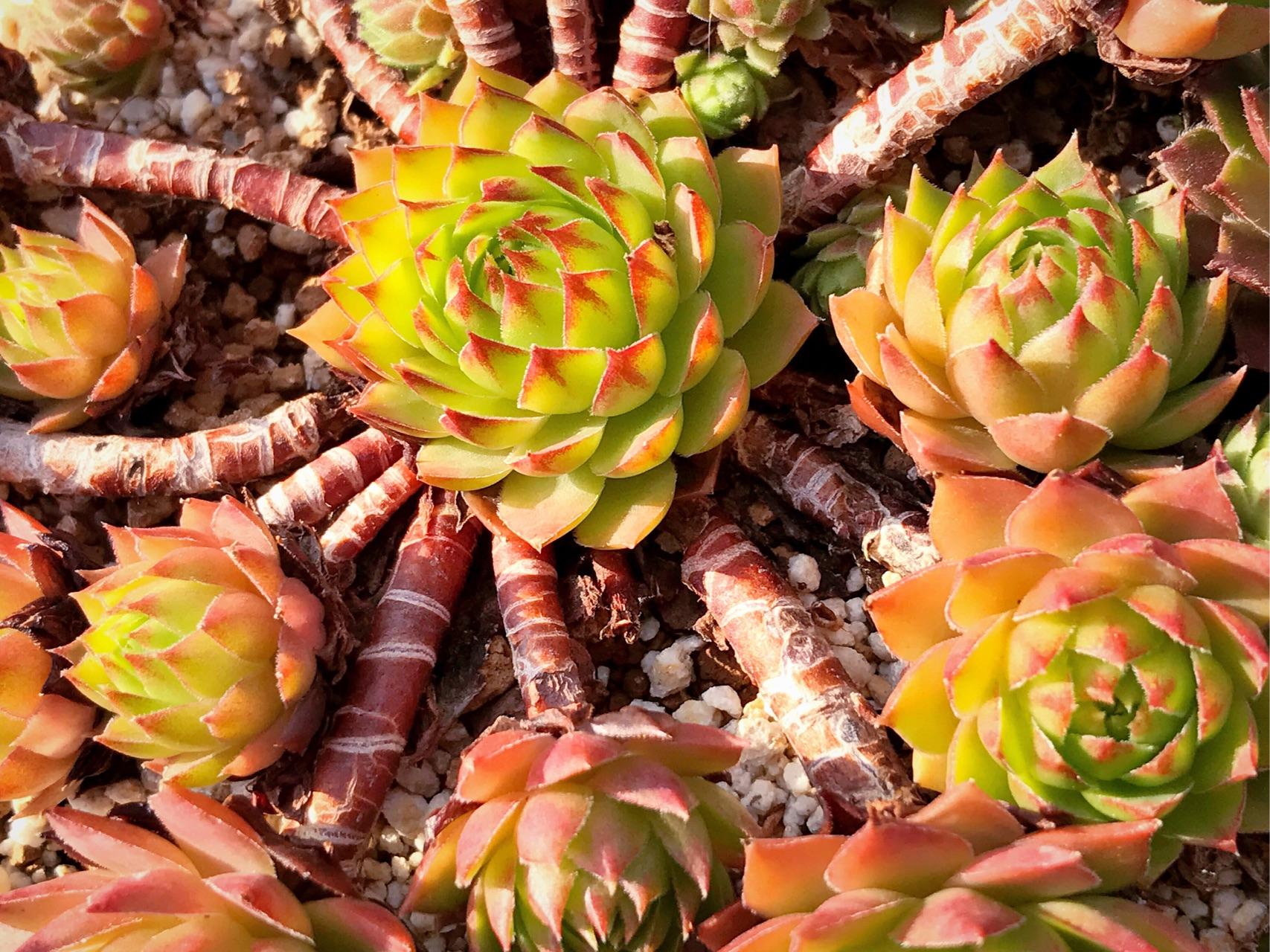 知友们认为最好看的多肉是什么？ - 知乎