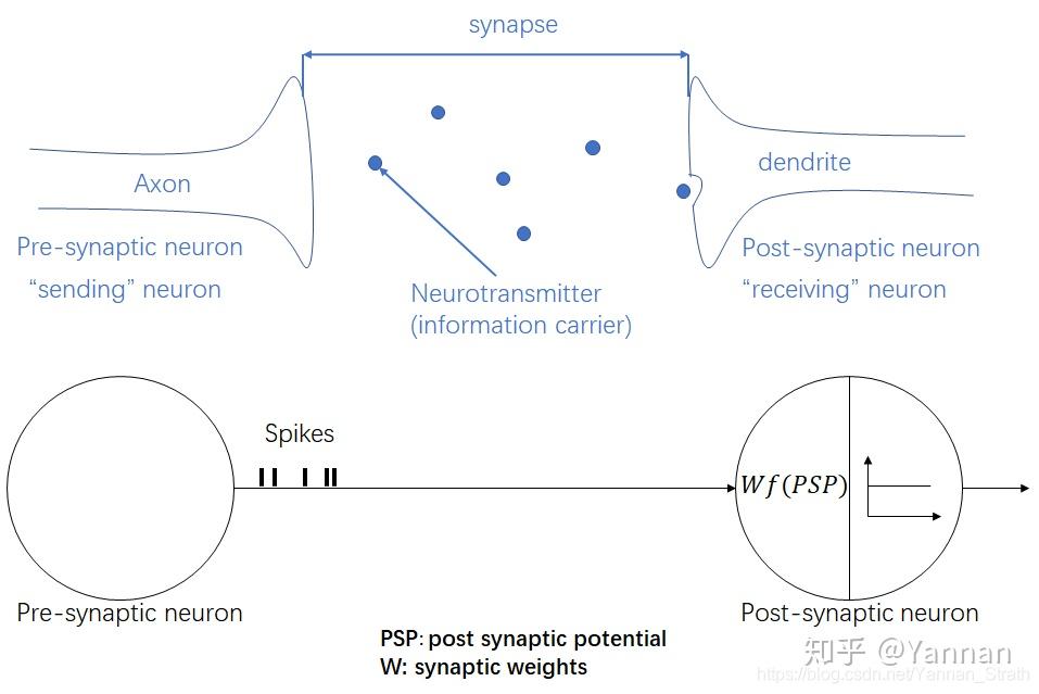 Spiking Neural Network简述 - 知乎