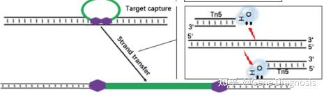 “Tn5”转座原理和应用 - 知乎