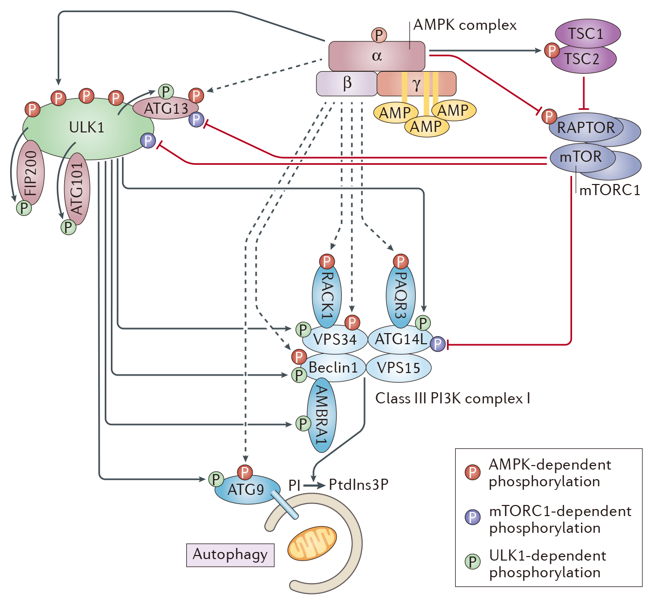 图说AMPK及其信号通路的功能 - 知乎