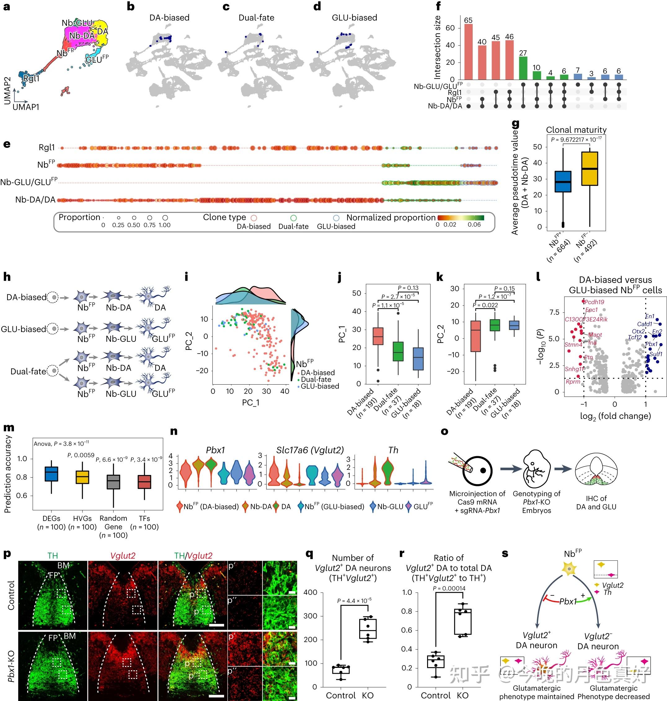 Comprehensive spatiotemporal mapping of single-cell lineages in mouse ...