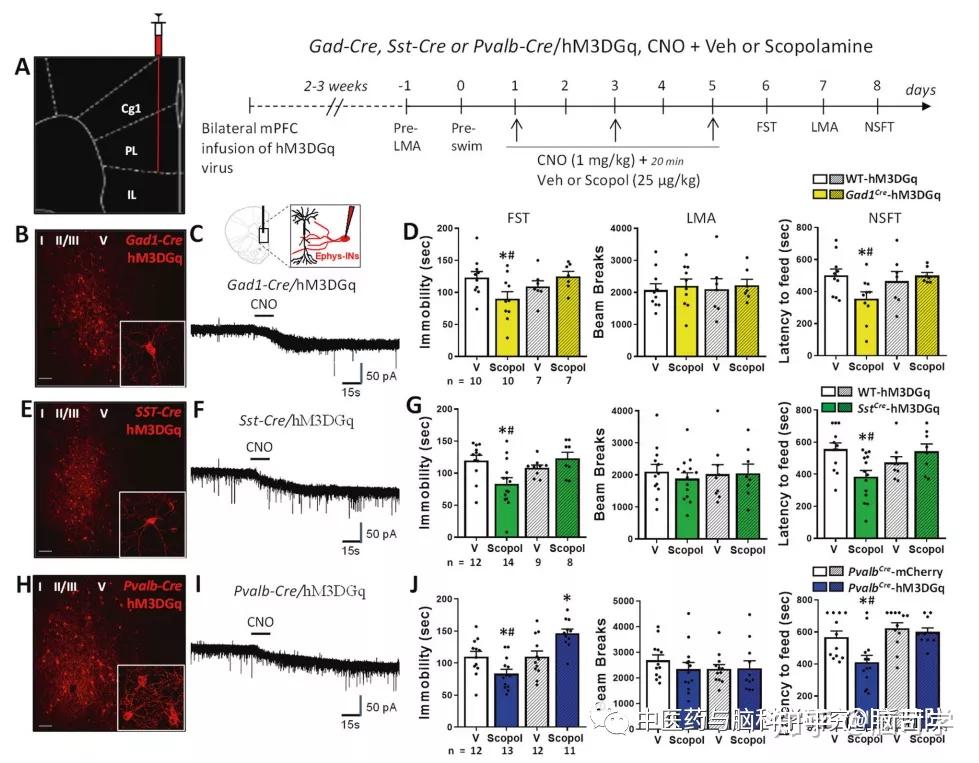 抑制mPFC的GABA中间神经元实现快速抗抑郁文献导读 - 知乎