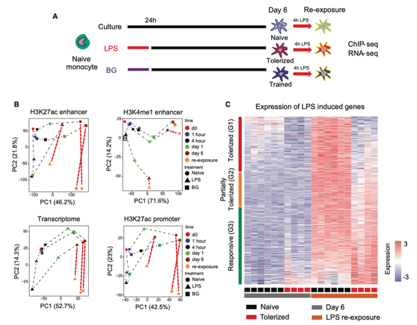 Cell丨β-葡聚糖逆转了LPS诱导的免疫耐受的表观遗传状态 - 知乎