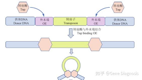 “Tn5”转座原理和应用 - 知乎