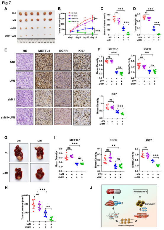 文献解读 |肝细胞癌一线药物耐药机制新发现 - 知乎