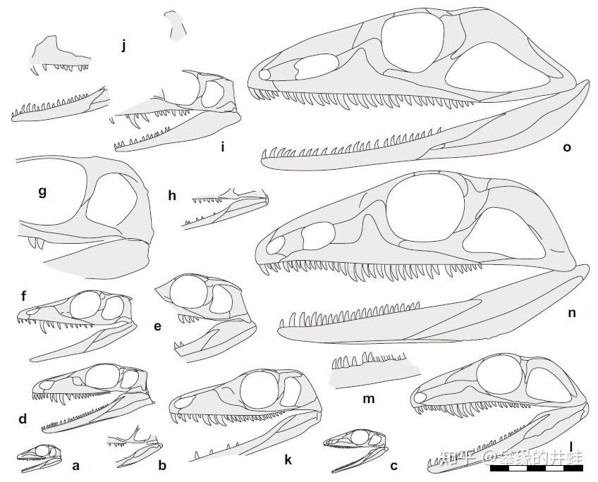 【地球演义】百兽图3：鸭子 - 知乎