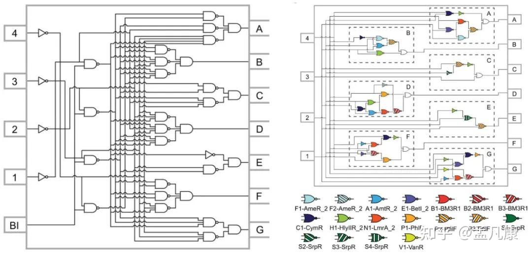 再创丨通过七个实验了解基因设计 - 知乎