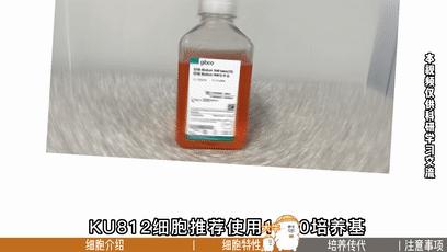 KU812细胞培养，人外周血嗜碱性白血病细胞培养攻略-丰晖生物 - 知乎