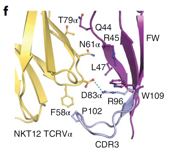 多特异性抗体：Two-in-One - 知乎