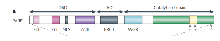 卵巢癌治疗热门药物：PARP抑制剂的作用机理解析 - 知乎
