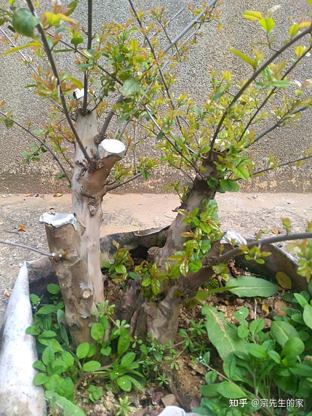 3招就能让树桩快速发芽成活，方法简单，一看就会 - 知乎