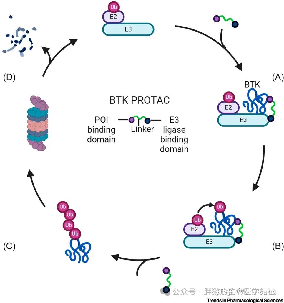 BTK抑制剂简介 - 知乎